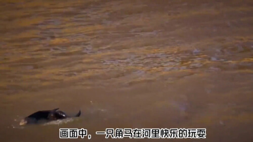 鳄鱼咬住了角马的尾巴,想吧角马拉到家里坐坐,角马表示婉拒