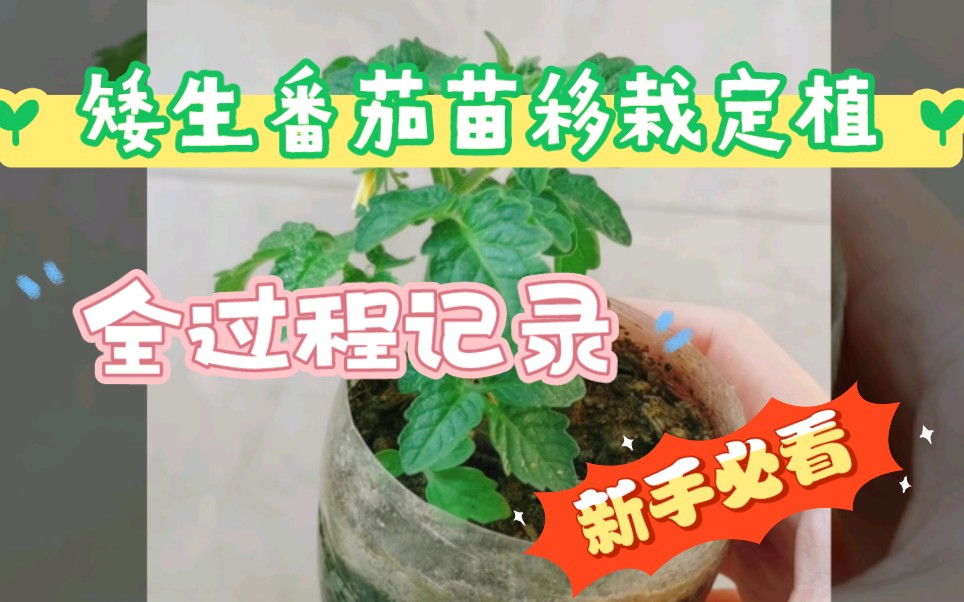 矮生番茄苗移栽定植技巧,操作全过程记录,新手必看。