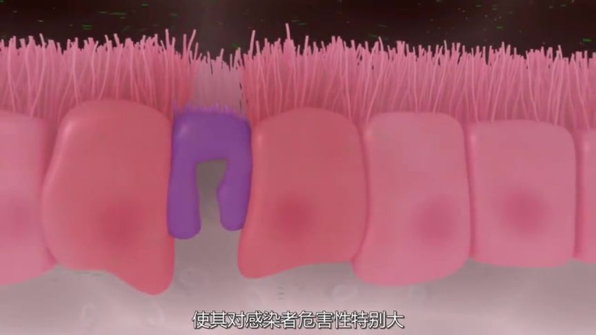 医学3D动画:认识痢疾杆菌与细菌烯痢疾