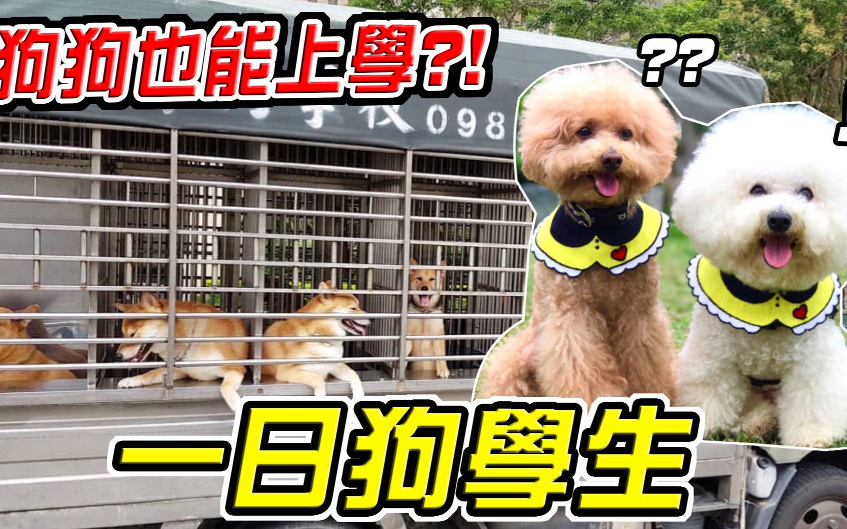 【狗学校】狗狗体验一日狗学校生活 竟还有狗校车接送?狗狗上学去啰!