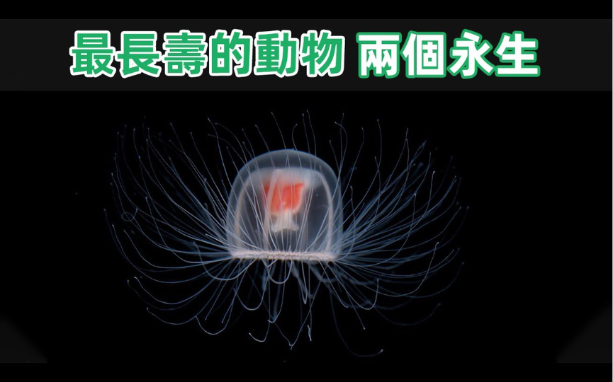 世界上 10 种寿命最长的动物,两个并列第一名可以永生,你是否也想向天...