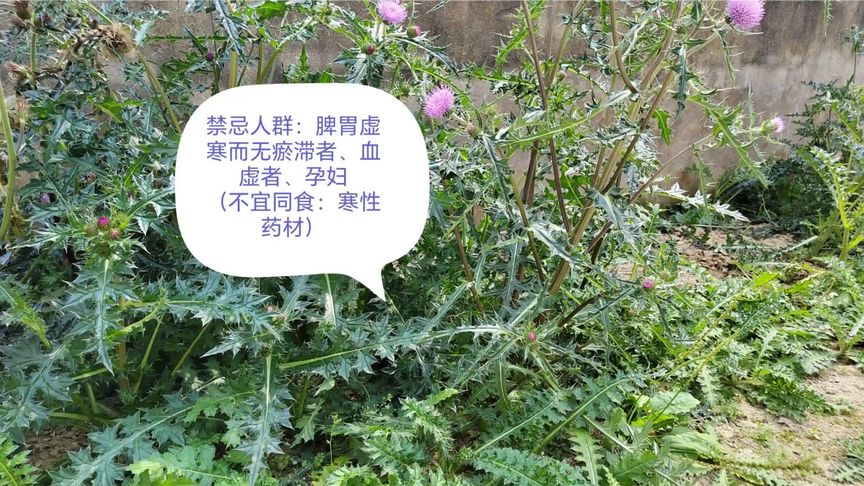 11种中草药的图片与功效、禁忌