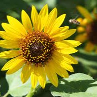 小麦穗经典展示 