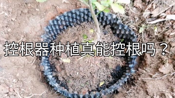 控根器真能控根吗?