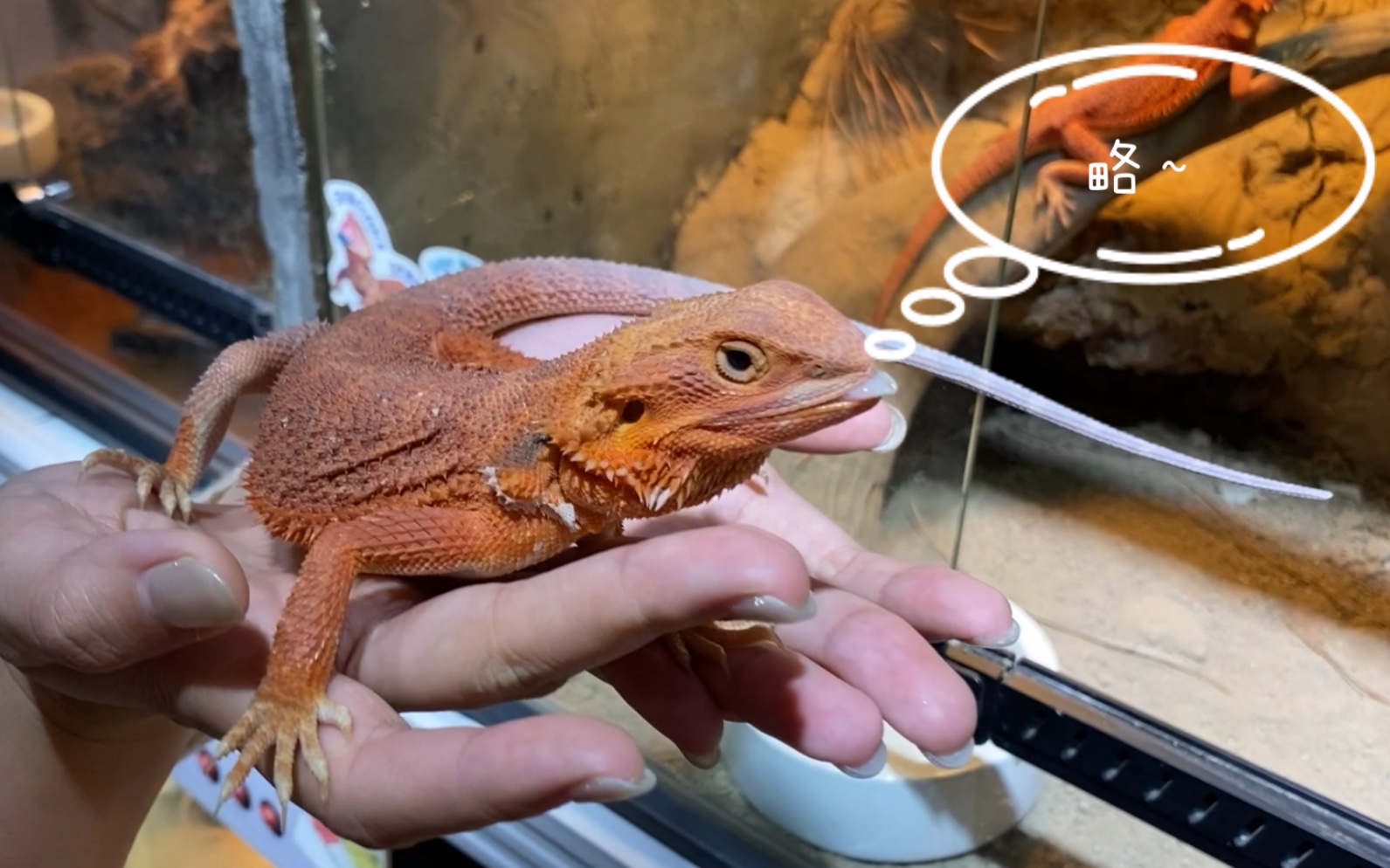 【探店】深圳帅气店长的爬虫店!欢迎来看看!回国后隔离完的第一期...