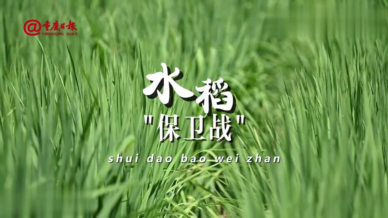 眼下重庆水稻正值生长与产量形成和防灾减灾关键时期