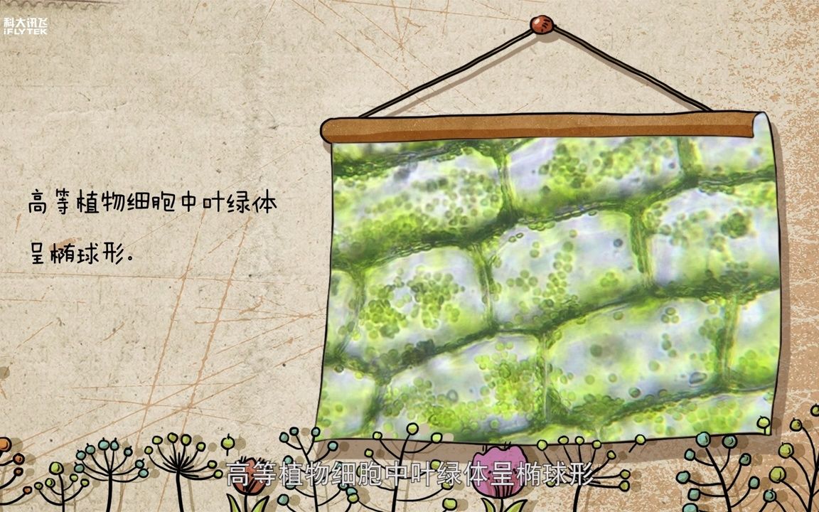 【教学实验】02用高倍显微镜观察叶绿体和细胞质的流动