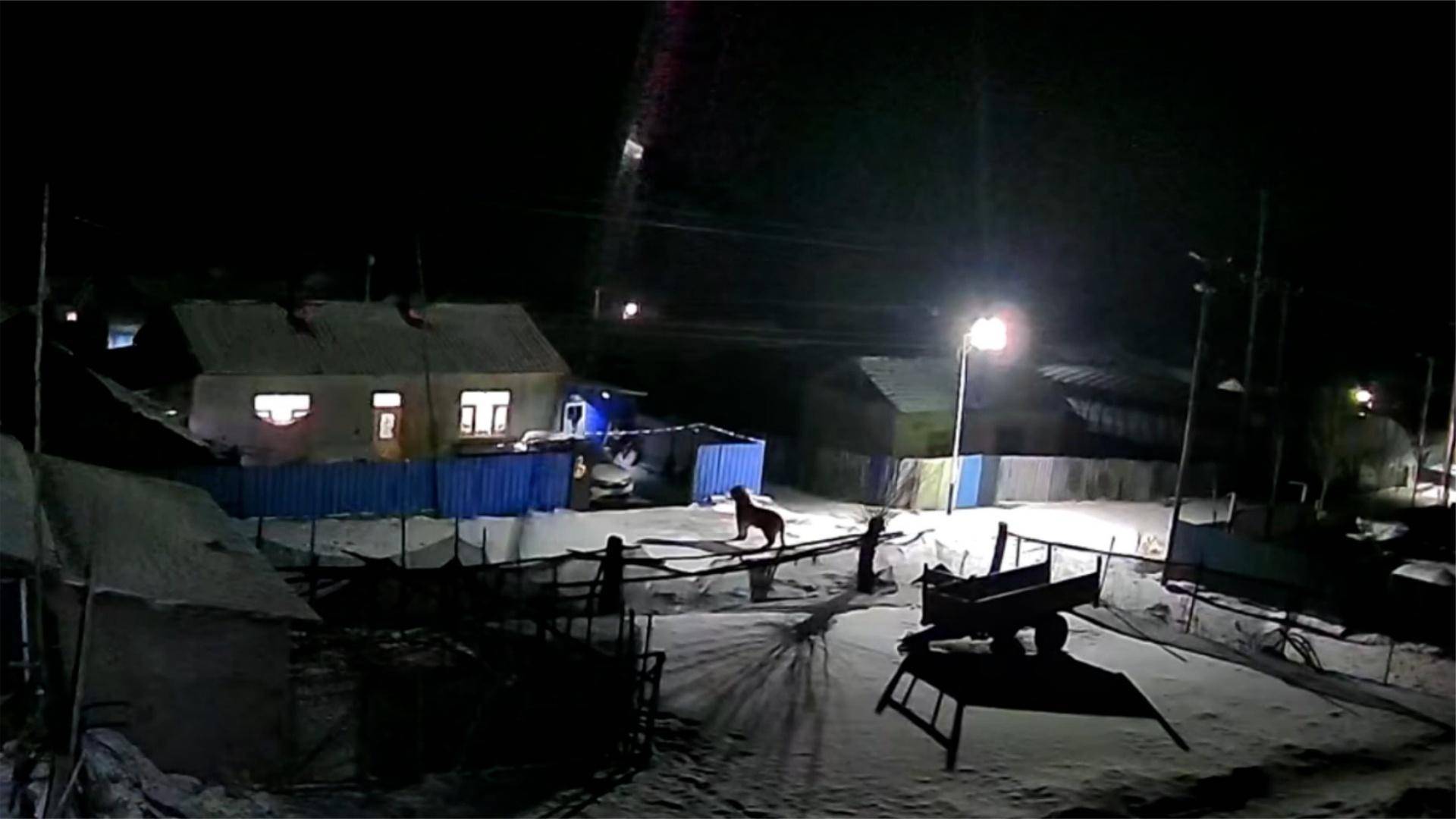 东北虎进村!在大街上反复踱步监控曝光,黑龙江一地紧急通知