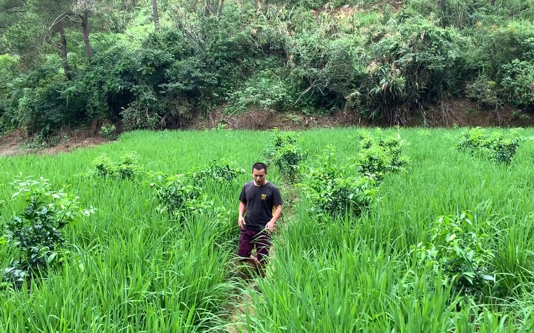 农民打破传统种植方法,直接把水稻和果树种植在一起,太新奇了