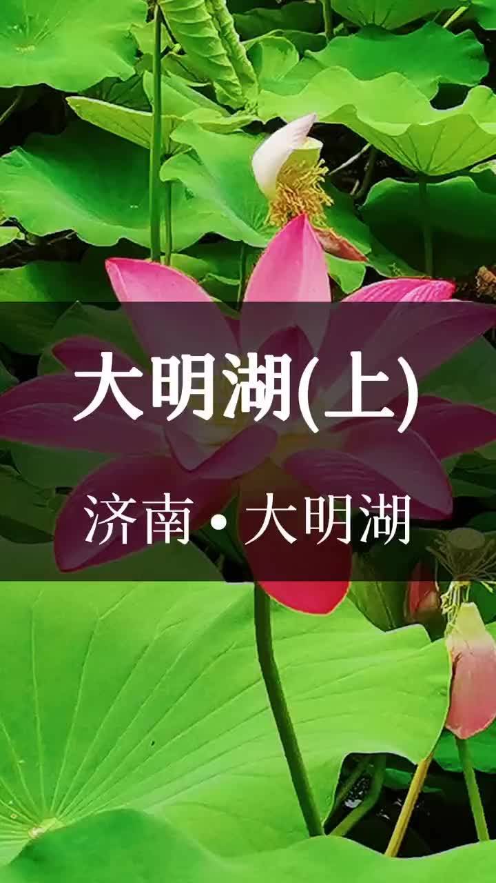 还记得大明湖畔的夏雨荷吗?
