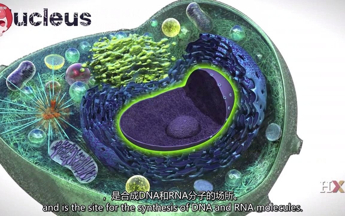 【哈佛大学】| 细胞生物学:线粒体 1.7 细胞器
