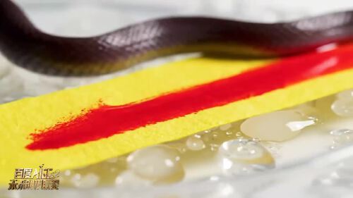 蛇身爬过PH试纸竟留下血痕!揭秘用身体做化学实验的惊人真相