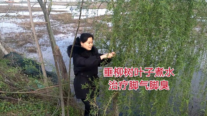 农村不起眼的“柳树叶”,煮水泡脚厉害了?妙招学会不吃亏!
