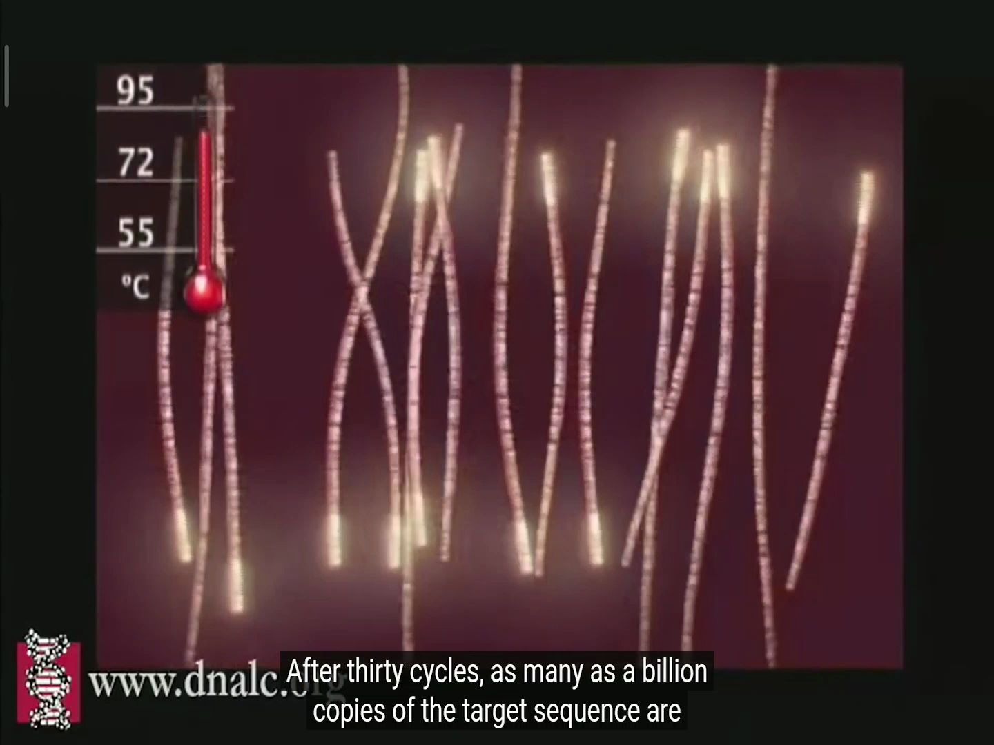 PCR,聚合酶链式反应