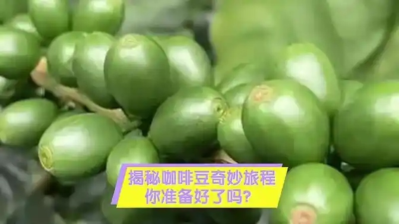 揭秘咖啡豆奇妙旅程,你准备好了吗?