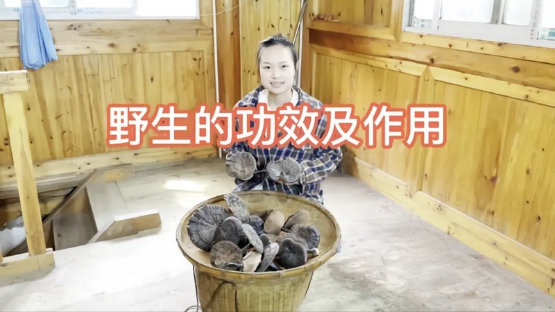 野生灵芝被称为仙草,野生灵芝的功效与有什么作用呢,延缓衰老