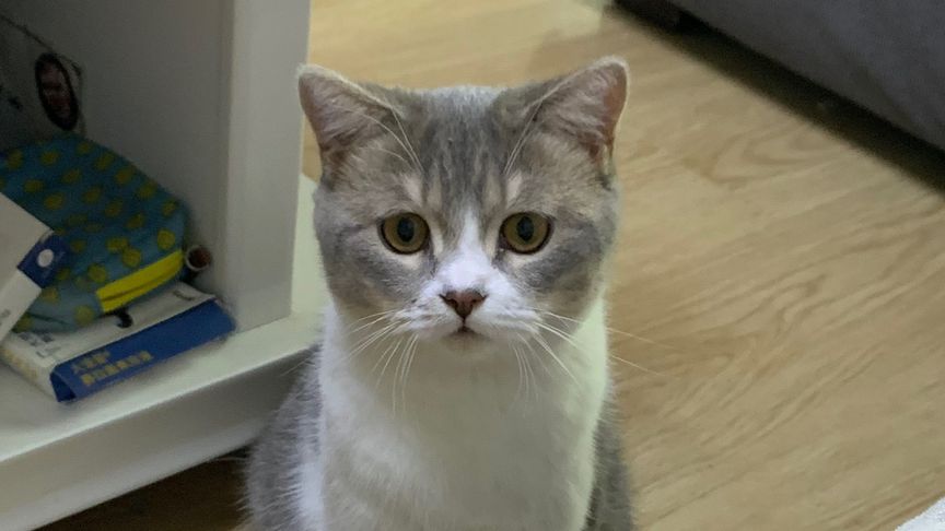 快来看小猫咪撒娇这样做,小猫咪撒娇差点把沙发垫蹭到地上萌萌哒
