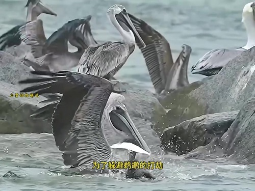 饥饿的鸬鹚挣扎着吞下大鱼世界鸬鹚神奇在这里