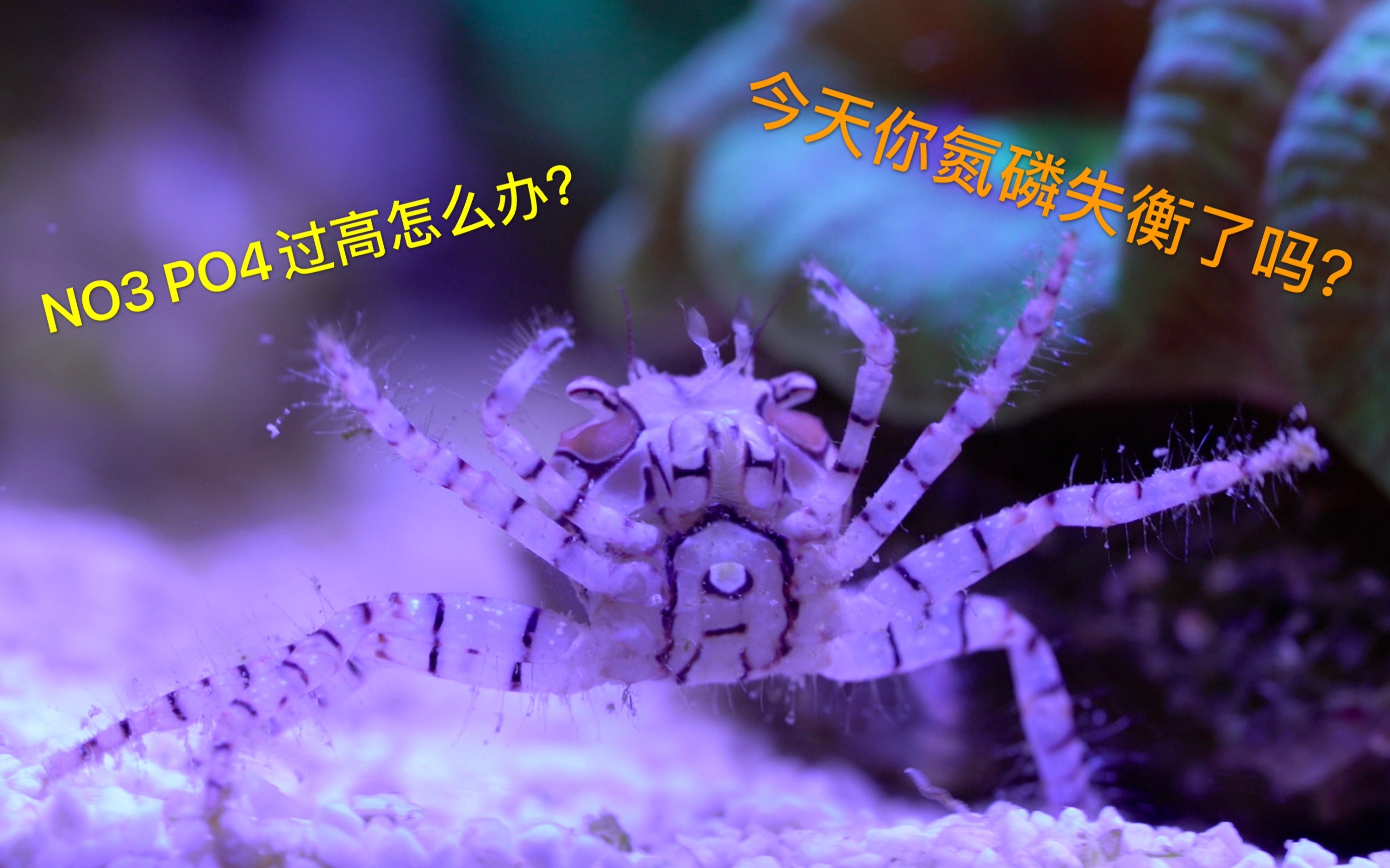 海缸NO3、PO4过高怎么办?碳源怎么用?氮磷失衡怎么破?