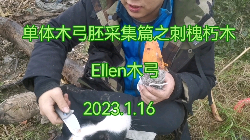 单体木弓胚采集篇之刺槐朽木