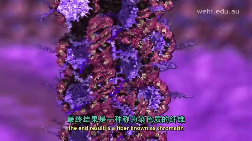 【中英文双语字幕版】【3D医学动画】DNA 的分子可视化