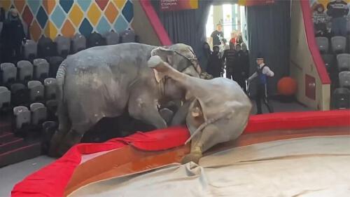 大象正在表演,突然另一头大象发动攻击,游客拍下惊心动魄一幕