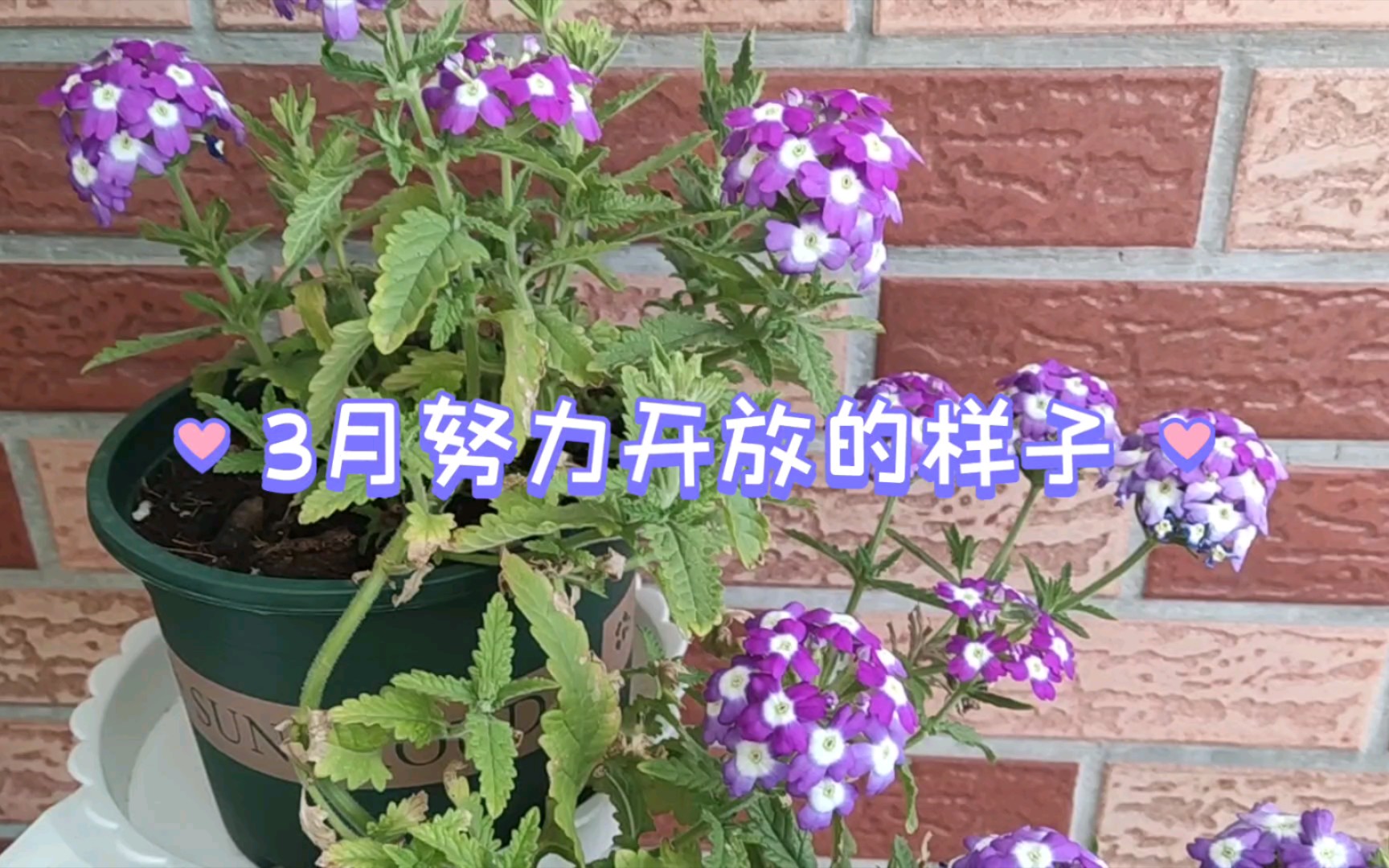 从种子到开花系列-美女樱1,自然生长成垂吊型