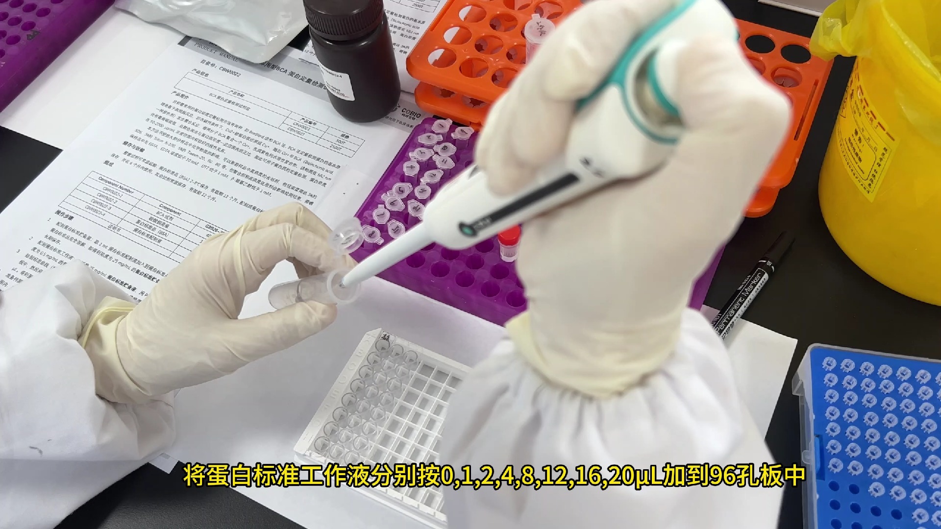 WB样本处理-BCA蛋白定量操作步骤