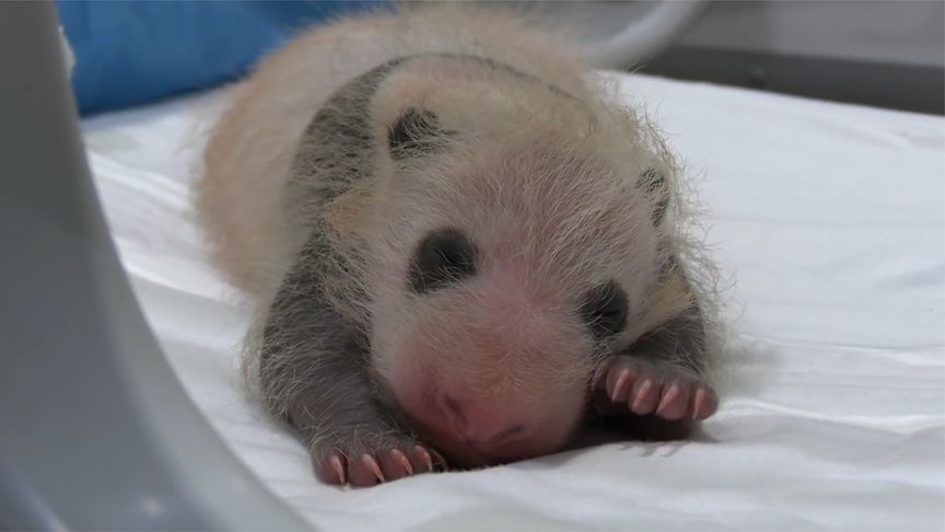 大熊猫宝宝出生20天了,他的尾巴看起来短了吗?