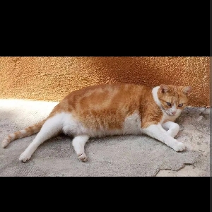 软肚子的大懒猫 