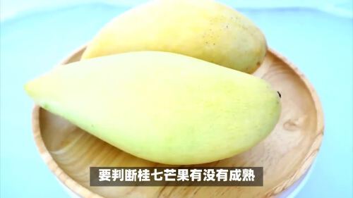 桂七芒果成熟时间,怎么分辨芒果是不是熟了