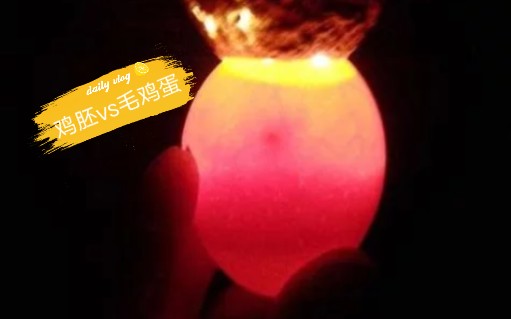 鸡胚vs病毒,鸡胚接种病毒实验第二天