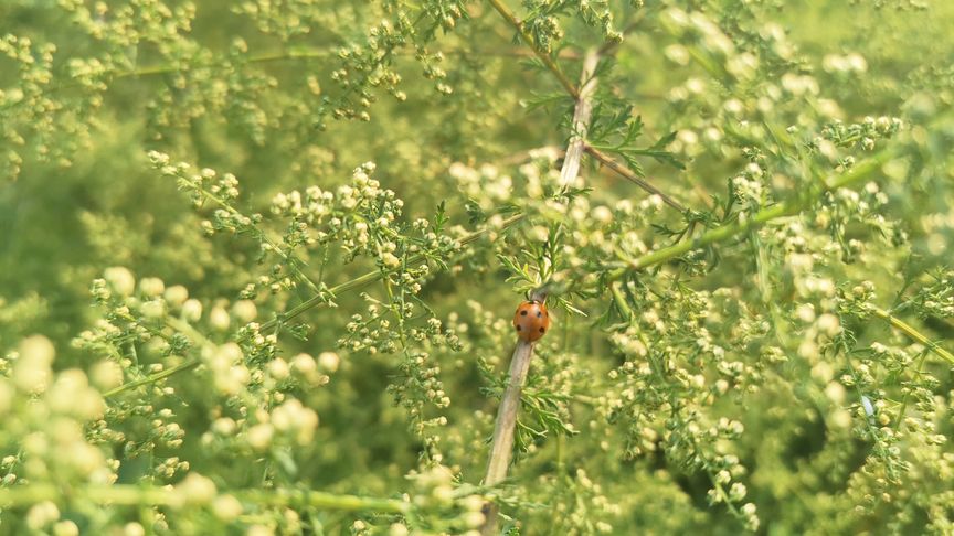 黄花蒿,已经长得很高,青蒿素就是从里面提取出来的
