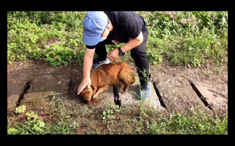 一只被车撞得惨叫的狗狗