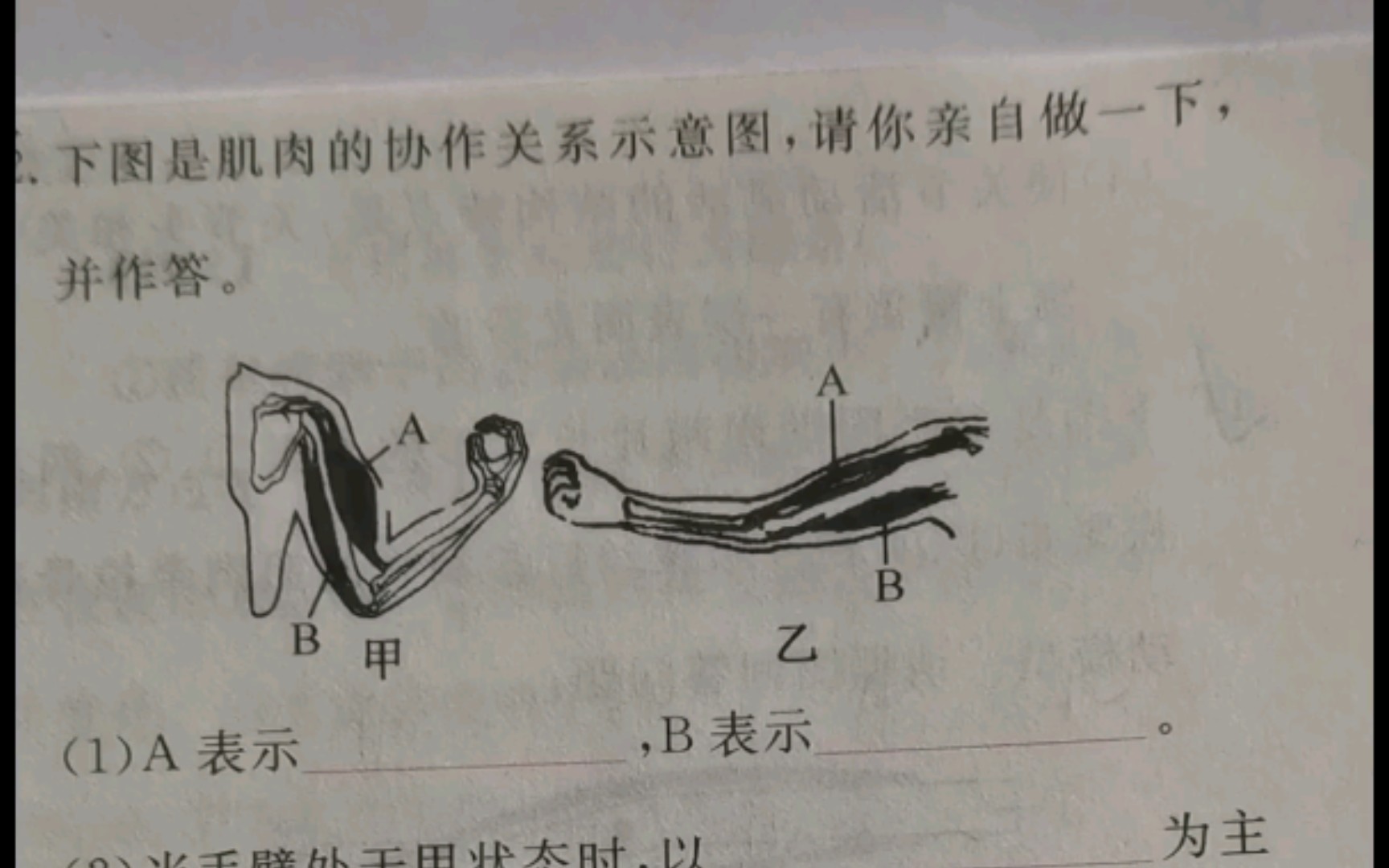 屈肘 伸肘 肱二头肌 屈肌肌群 伸肌 收缩 舒张(人教版初中生物八年级...