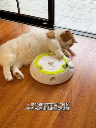 ...打地鼠
也不出去抓抓老鼠减减肥
#猫玩具 #逗猫神器 #猫咪自嗨玩具