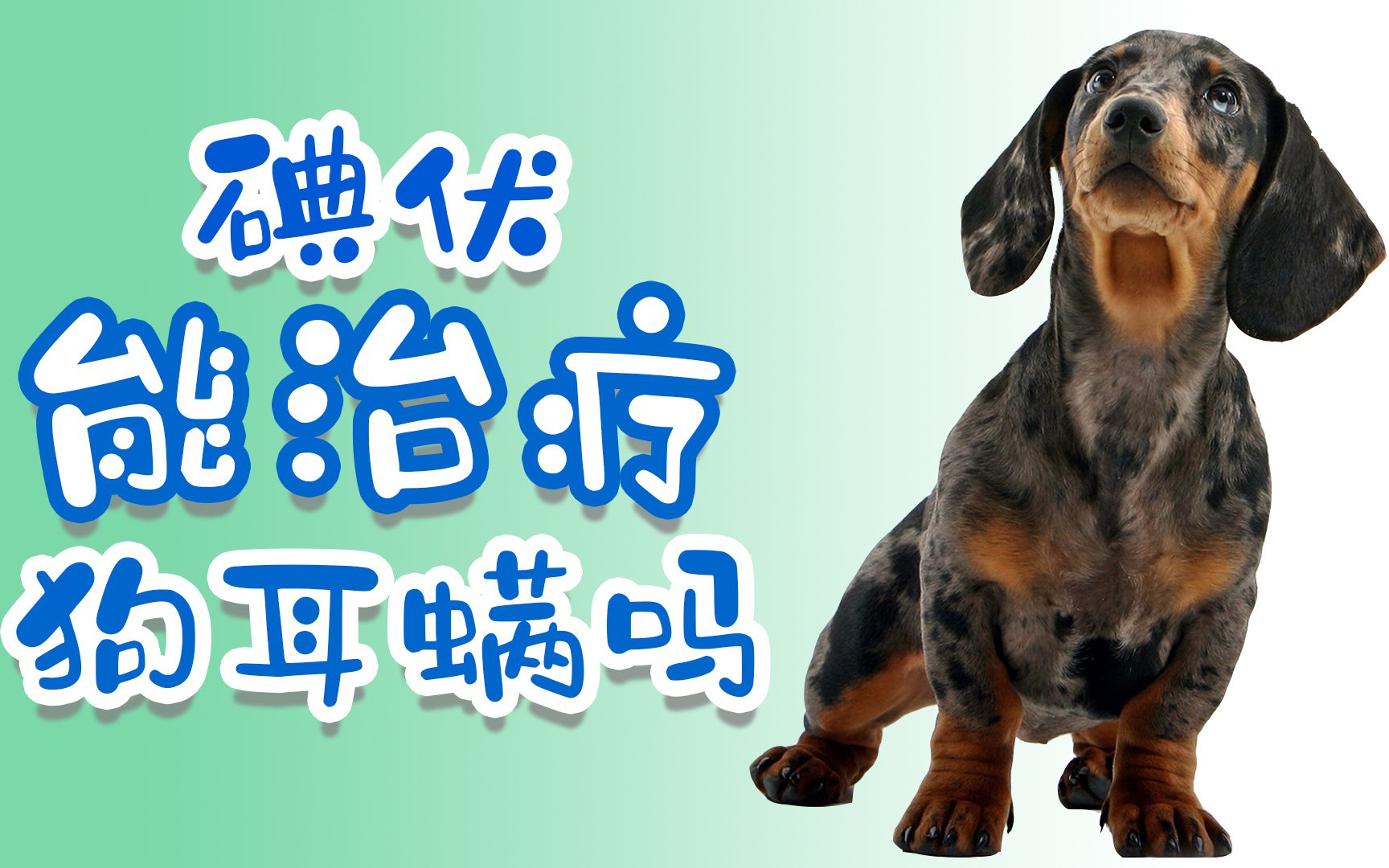碘伏能治疗狗耳螨吗
