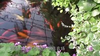 艾维农园——种养结合,生态永续,创意农场