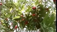 杨梅栽培管理技术-杨梅介绍