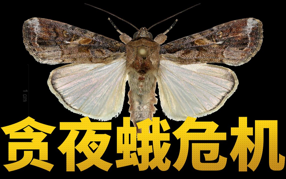 【基德】我对比了亚美洲差异,确定贪夜蛾将于5月暴兵,9月全面爆发,它...
