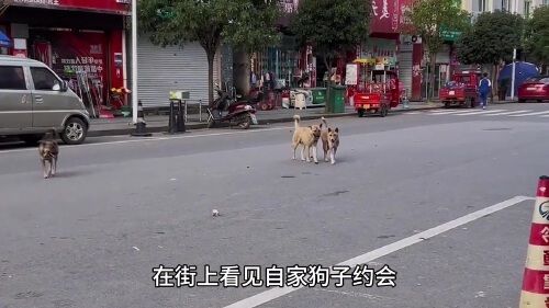 ...时25分46秒_街上遇上自家狗子和它朋友一起玩耍,你最好假装不认识它