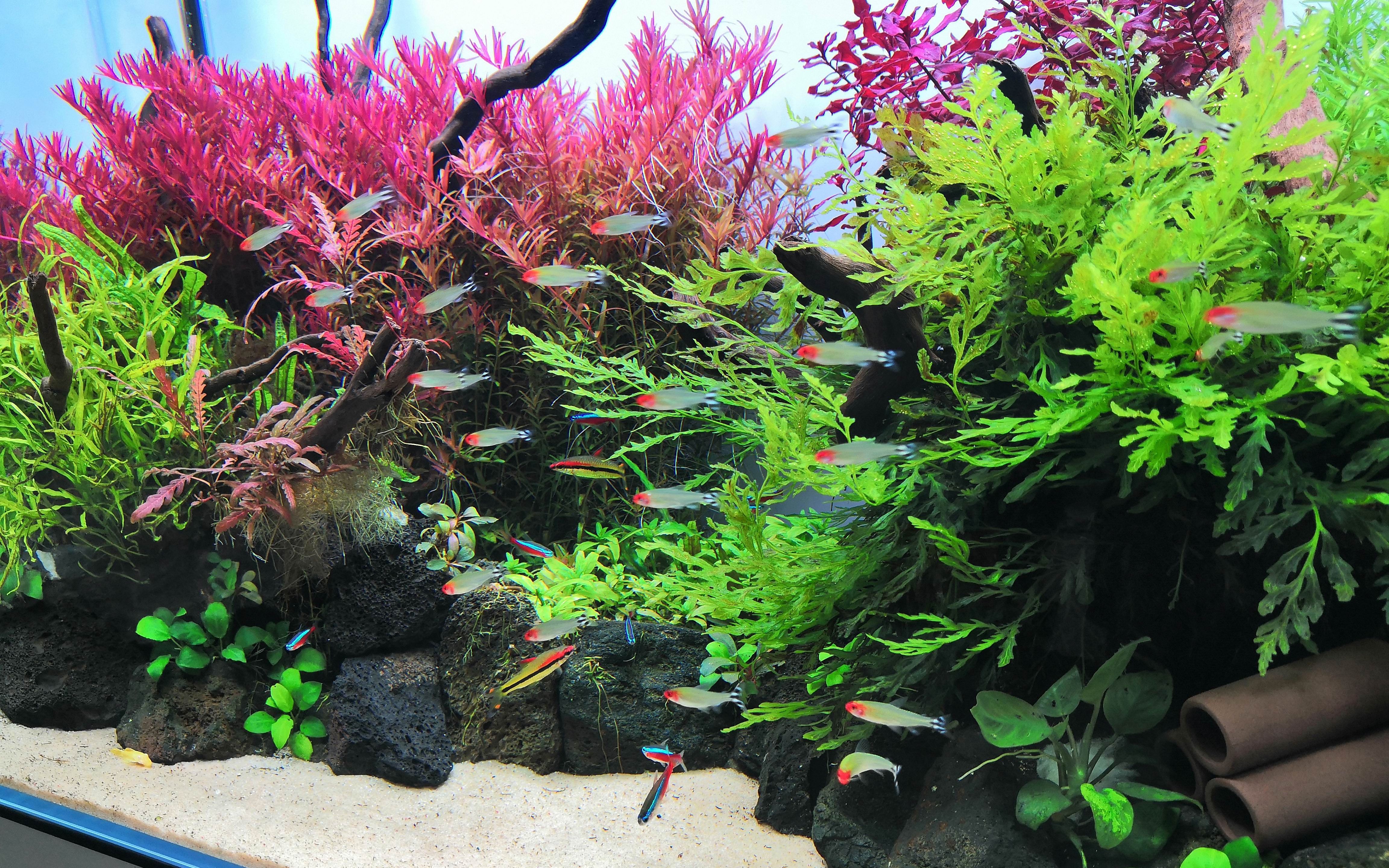 一个藻类肆虐的水草缸如何华丽变身,重返巅峰状态。记录阁主家缸...