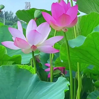 闲人闲话 