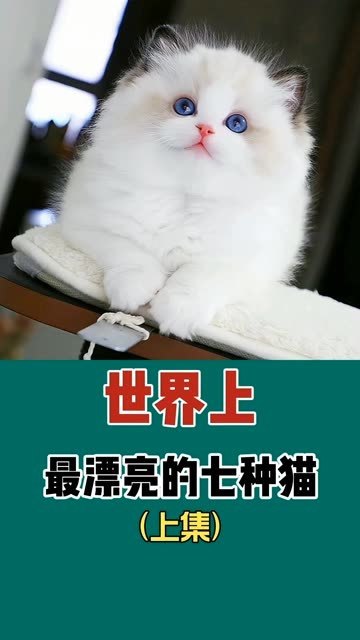 (1)猫咪颜值排行你喜欢的猫咪上榜了吗