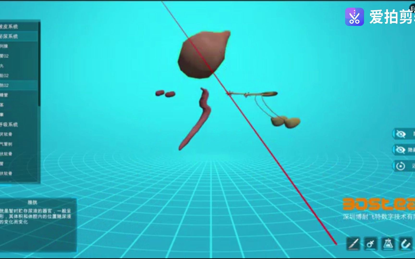 十四五《动物繁殖学》实验课程生殖系统解剖虚拟仿真系统演示