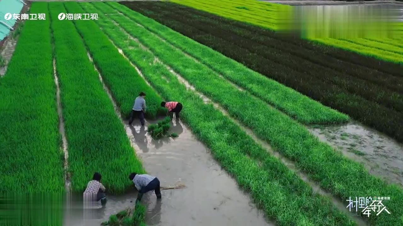 除了吃,水稻种来还能干啥?画画呀!一群#村里的年轻人