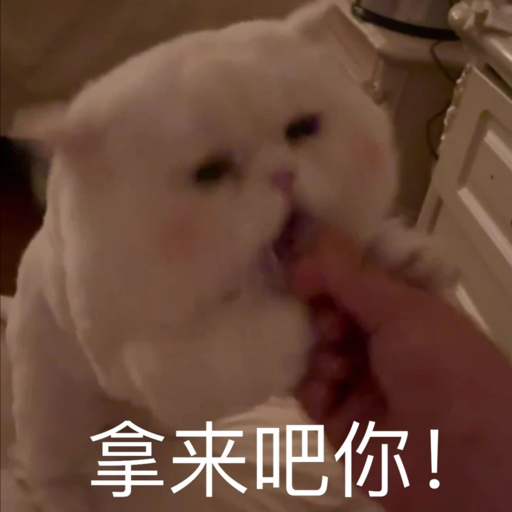 王豆汁儿 