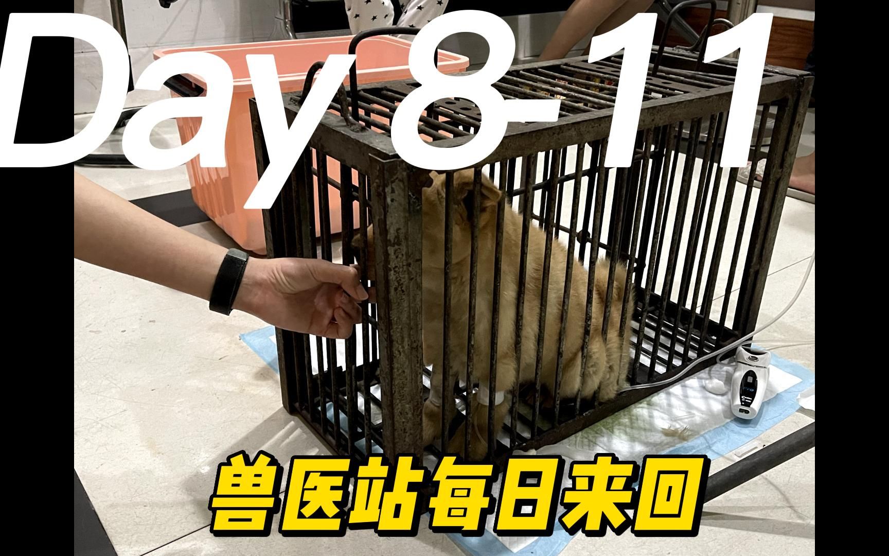 细小冠状小狗-治疗的的8-11天