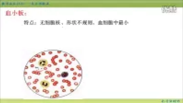 【生物大师】初中生物微课教学视频第66集:白细胞和血小板