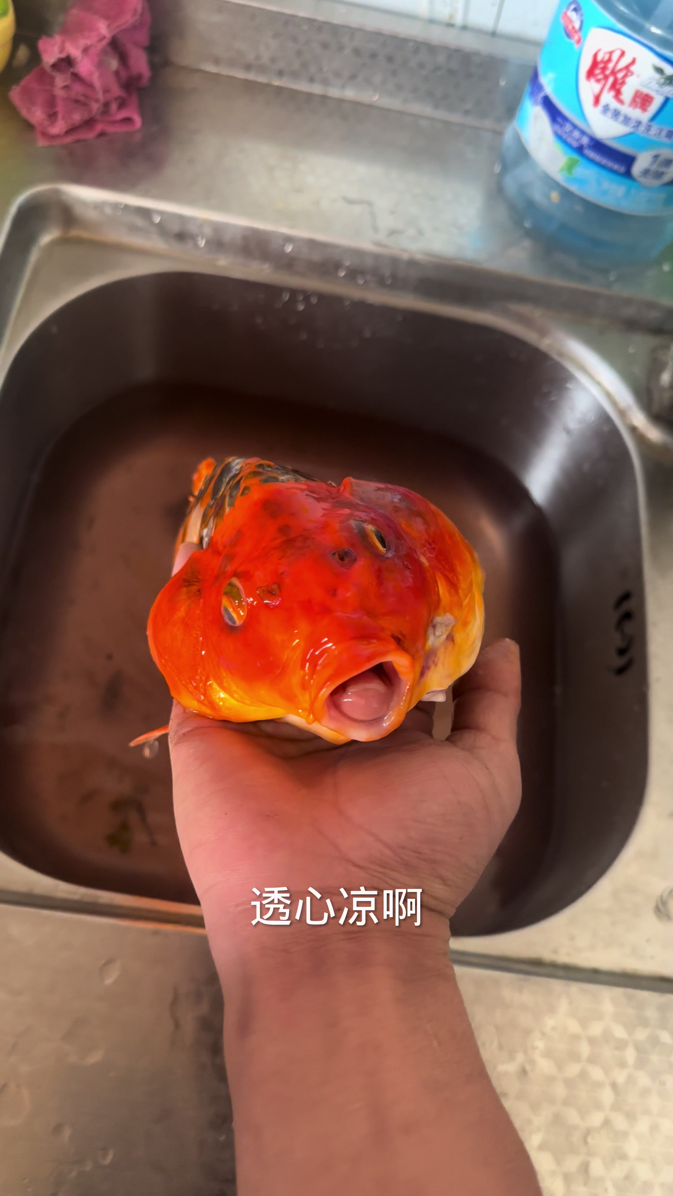 用锦鲤做酸菜鱼吃,你们吃过吗?#锦鲤 #用锦鲤做酸菜鱼吃#酸菜鱼